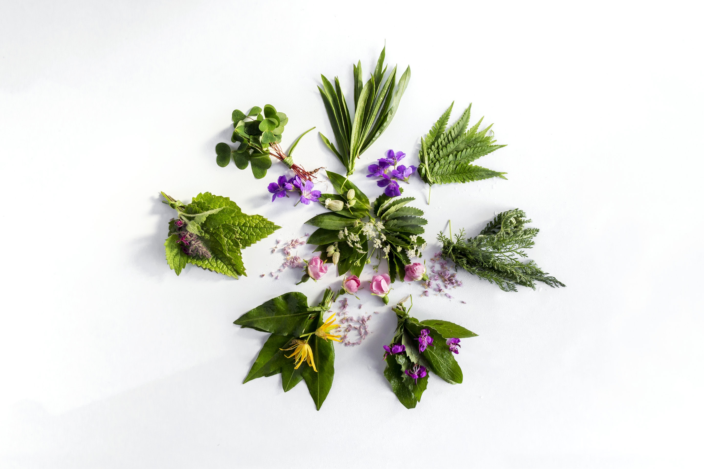Institut Des Plantes Sauvages